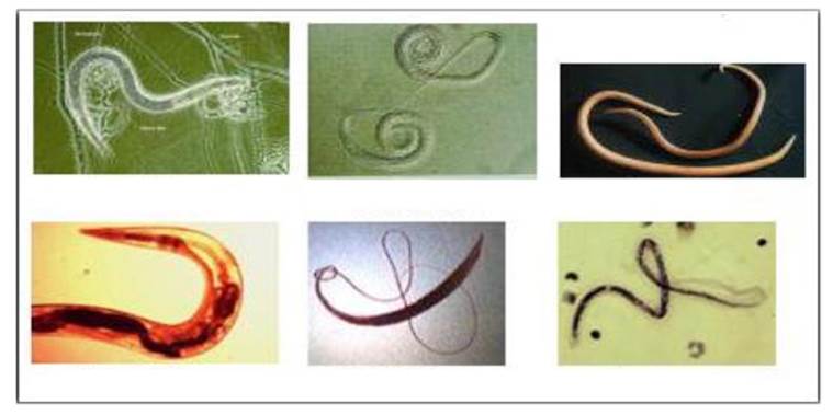 پاورپوینت انواع انگل ها - پروپوزال ســــرا